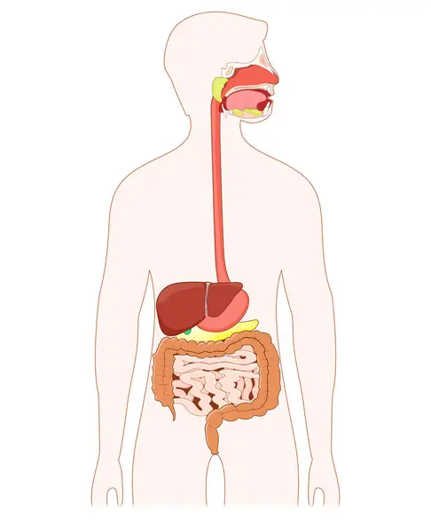 Pancreatic Duct Anatomy Anatomy Drawing Diagram