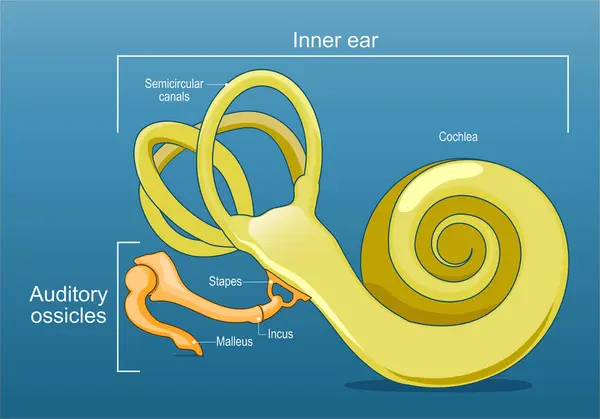 Vectores de Sistema vestibular, imágenes vectoriales | Depositphotos