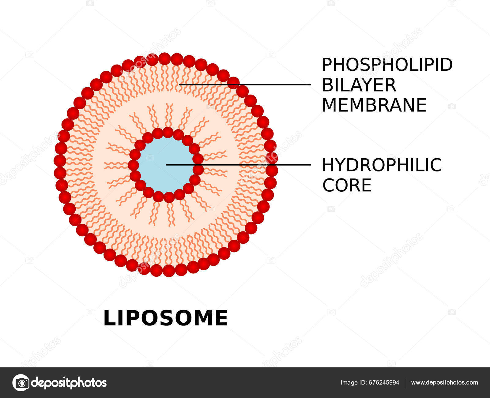 Estructura Del Liposoma Membrana Bicapa Fosfolípida Núcleo Hidrófilo ...