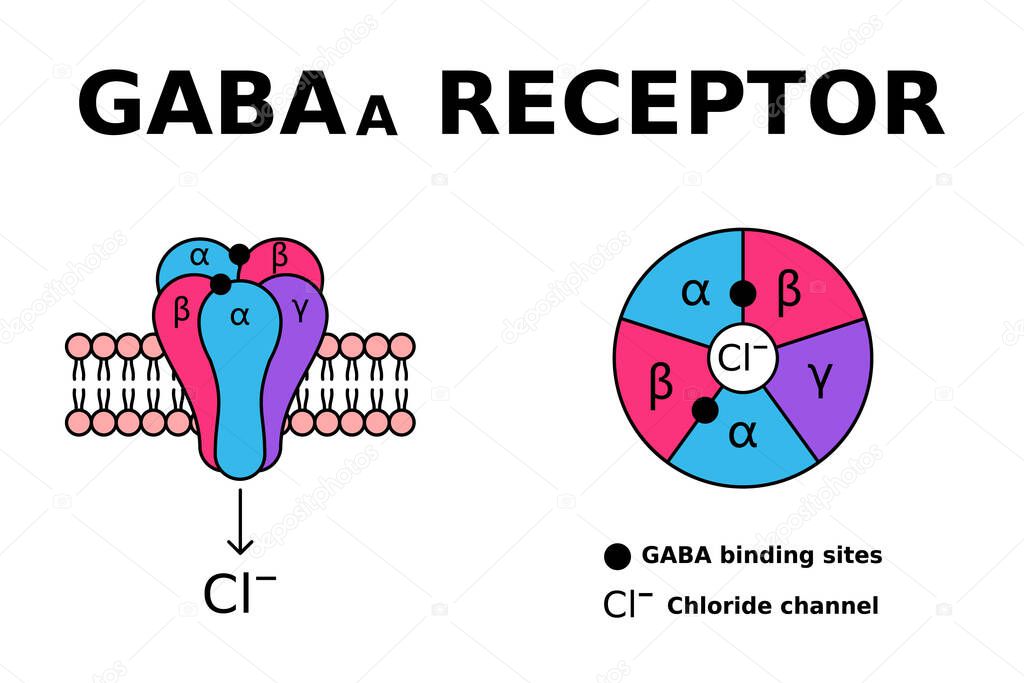 Receptor GABA. Los receptores GABAa responden al neurotransmisor ácido gamma-aminobutírico. GABA ...