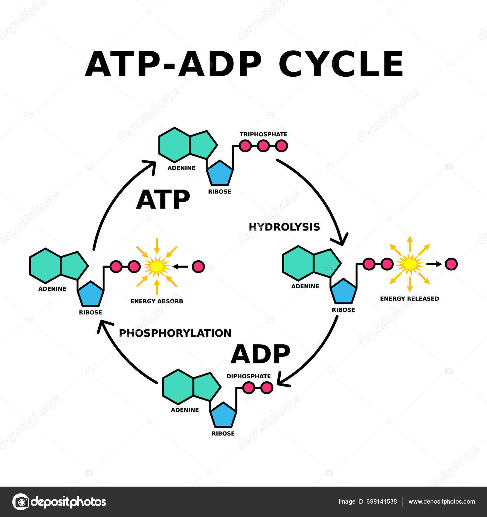 Atp Adp Cycle Phosphorylation Adenosine Triphosphate Release Energy ...