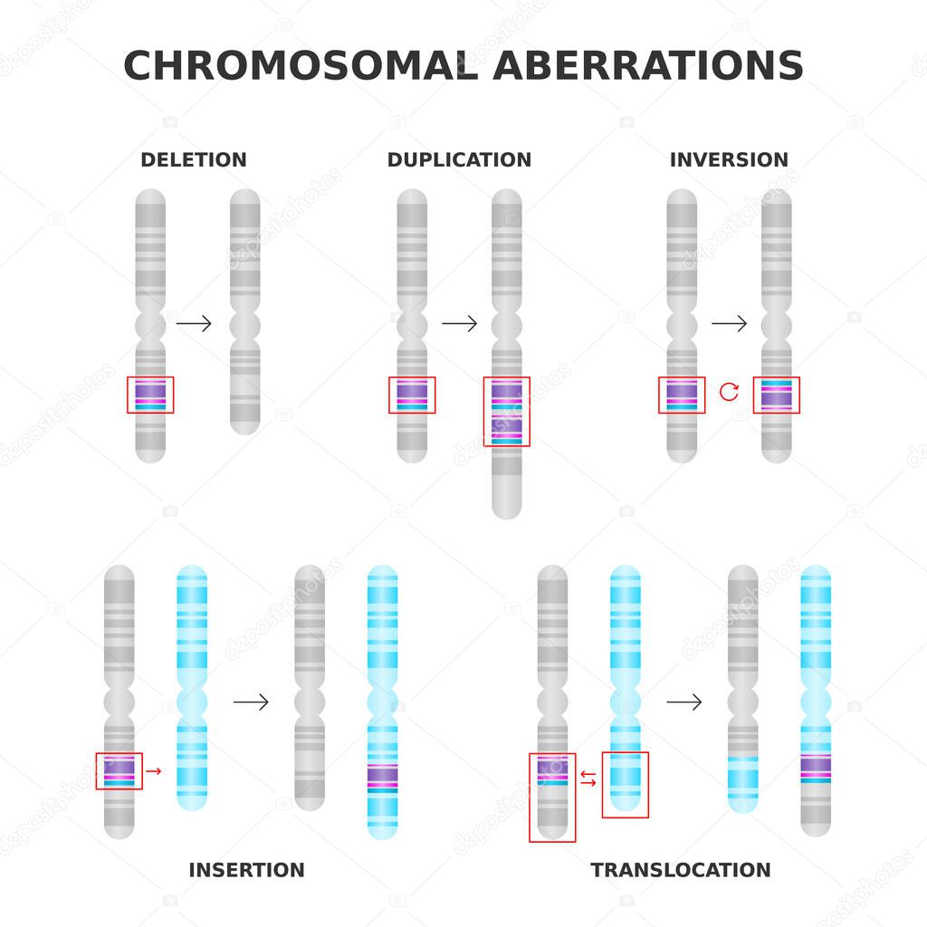 Aberraciones cromosómicas. Eliminación, duplicación, inversión, translocación, inserción ...