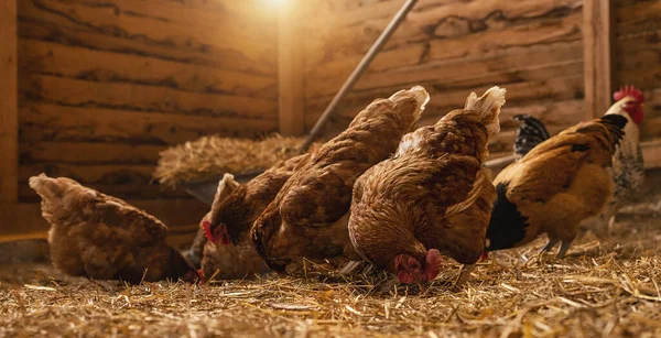 Pollaio Foto Stock, Pollaio Immagini | Depositphotos