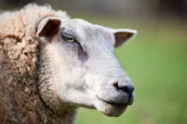 Sheep face Stock Photos, Royalty Free Sheep face Images | Depositphotos