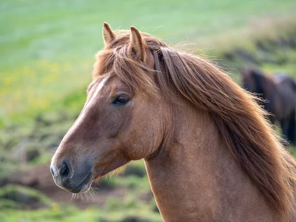 Portrait de cheval brun images libres de droit, photos de Portrait de ...