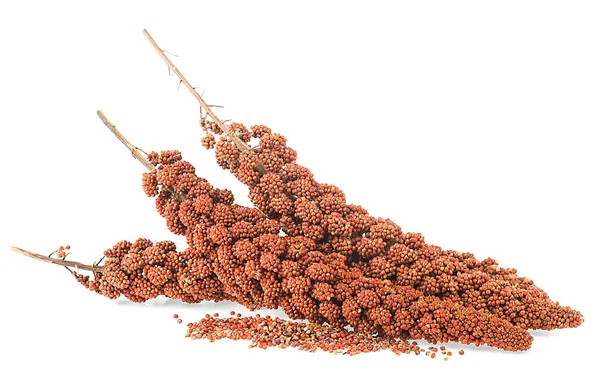 Sepotong Millet Merah Terisolasi Pada Latar Belakang Putih Spikelet ...