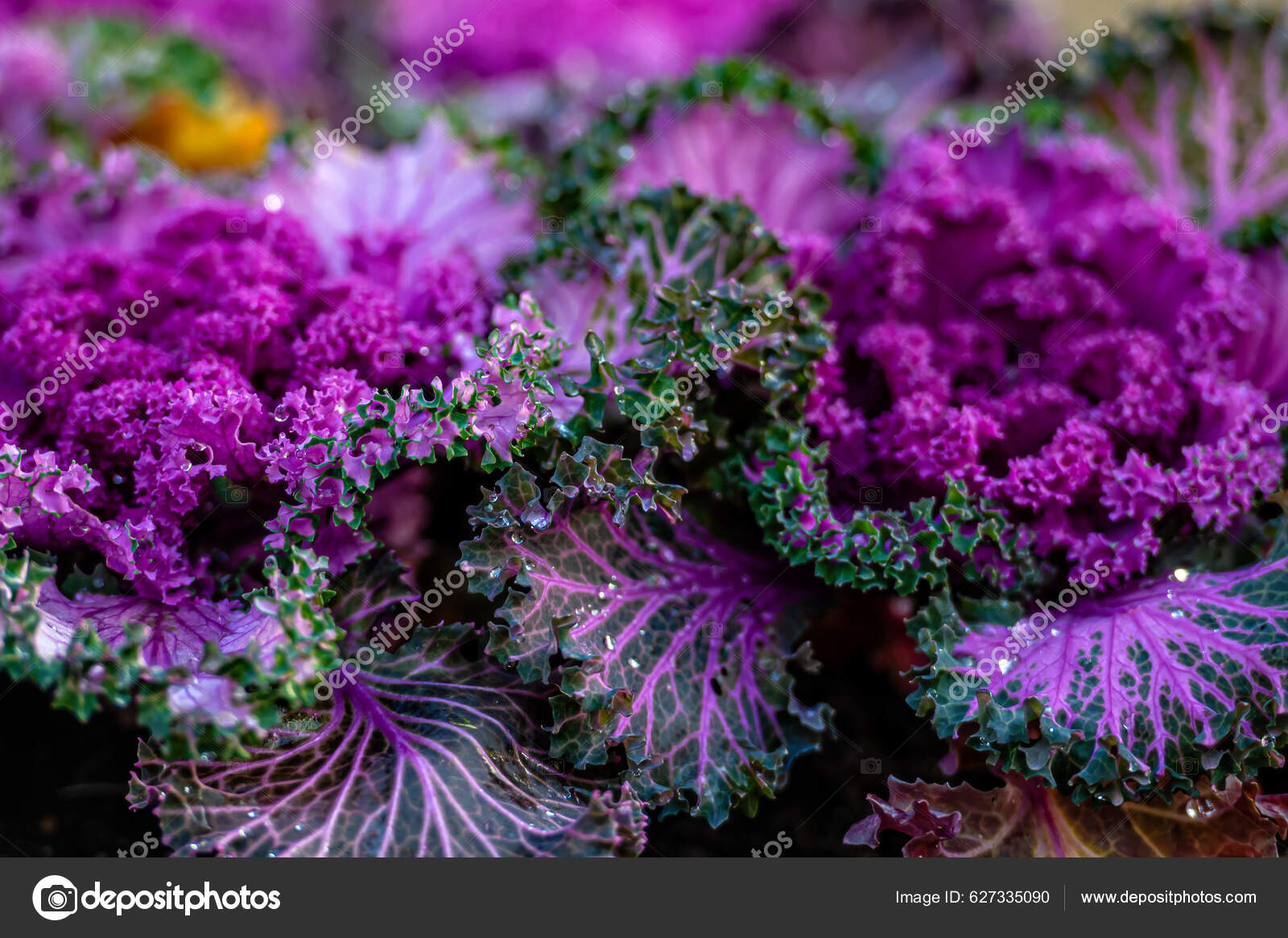 Decorative Cabbage Purple Lace Flower Blossom Close Dew Drops Selective ...