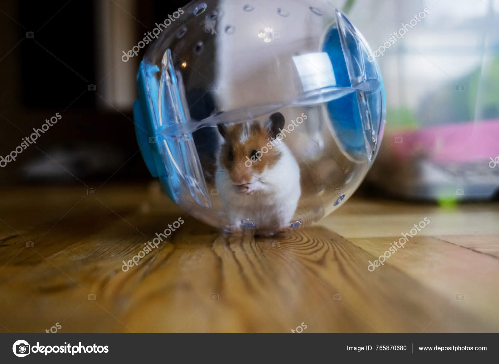 Pelota Paseo Hámster Una Bola Transparente Que Roedor Puede Correr ...