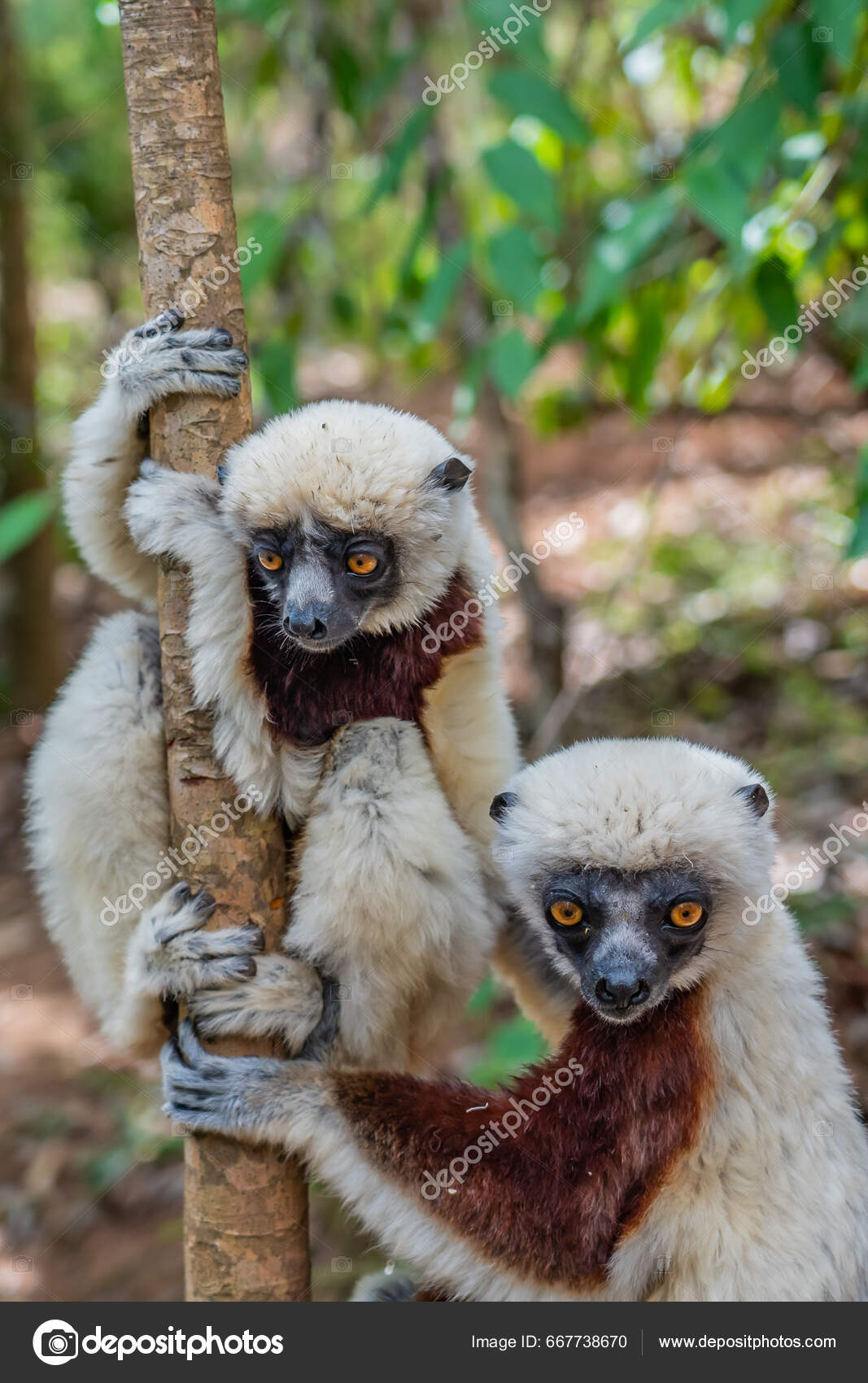 Diademed Sifaka Lemur