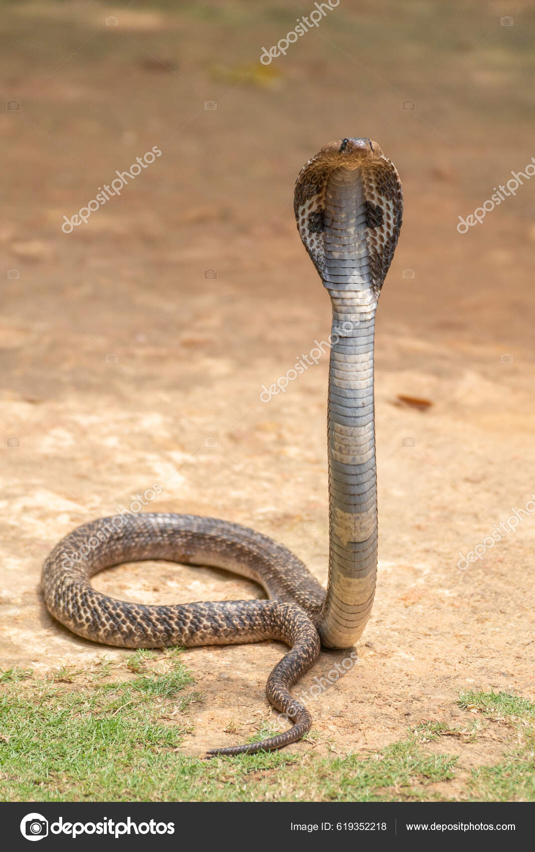 Cobra Common Name Some Elapids Able Widen Ribs Form Famous — Stock ...