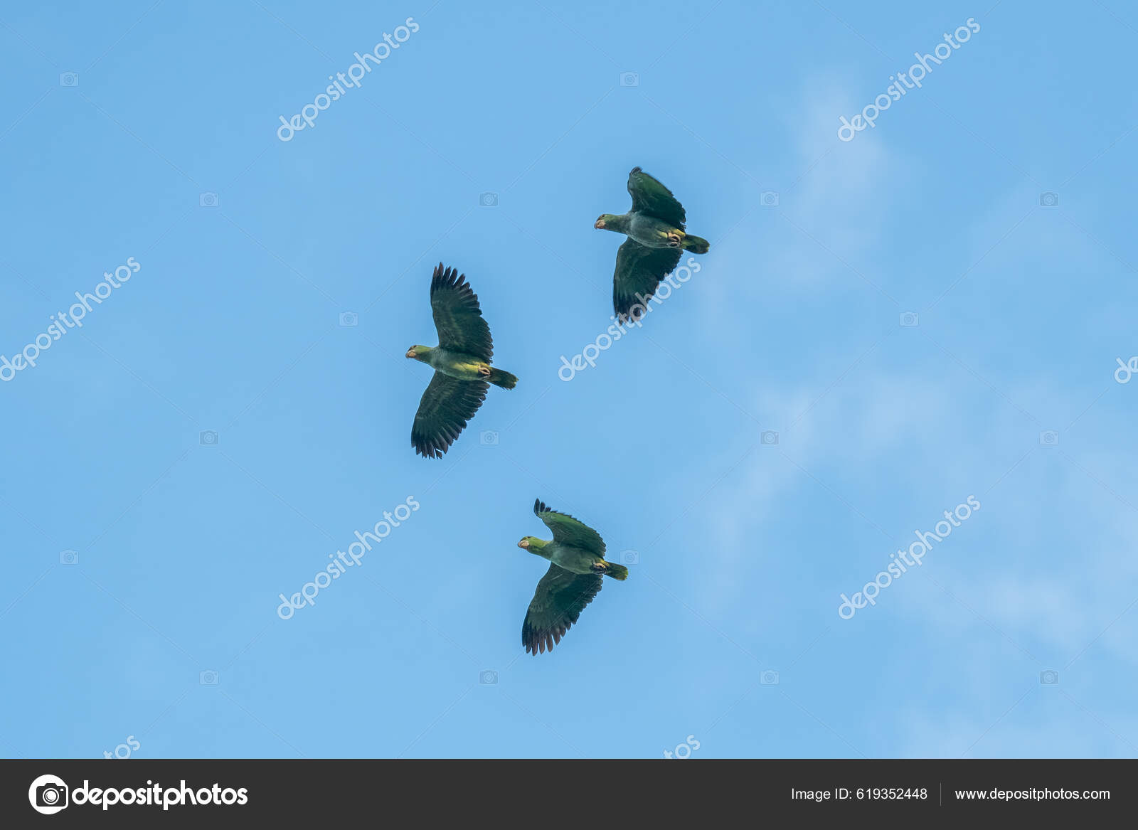 Rare Species Parrot Amazona Kawalli Colombian Rainforest Stock Photo by ...