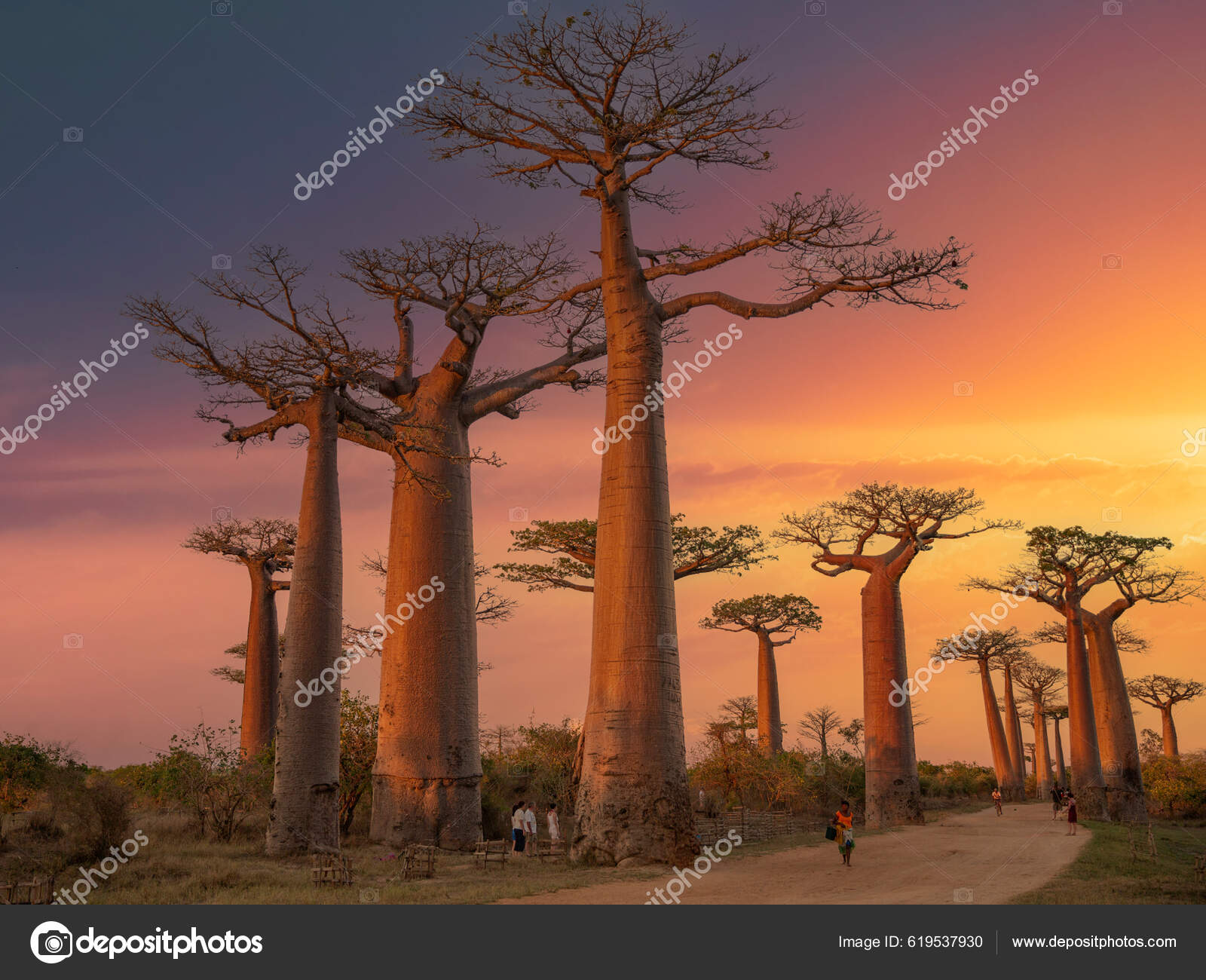 Baobab Tree Sunset Wallpaper