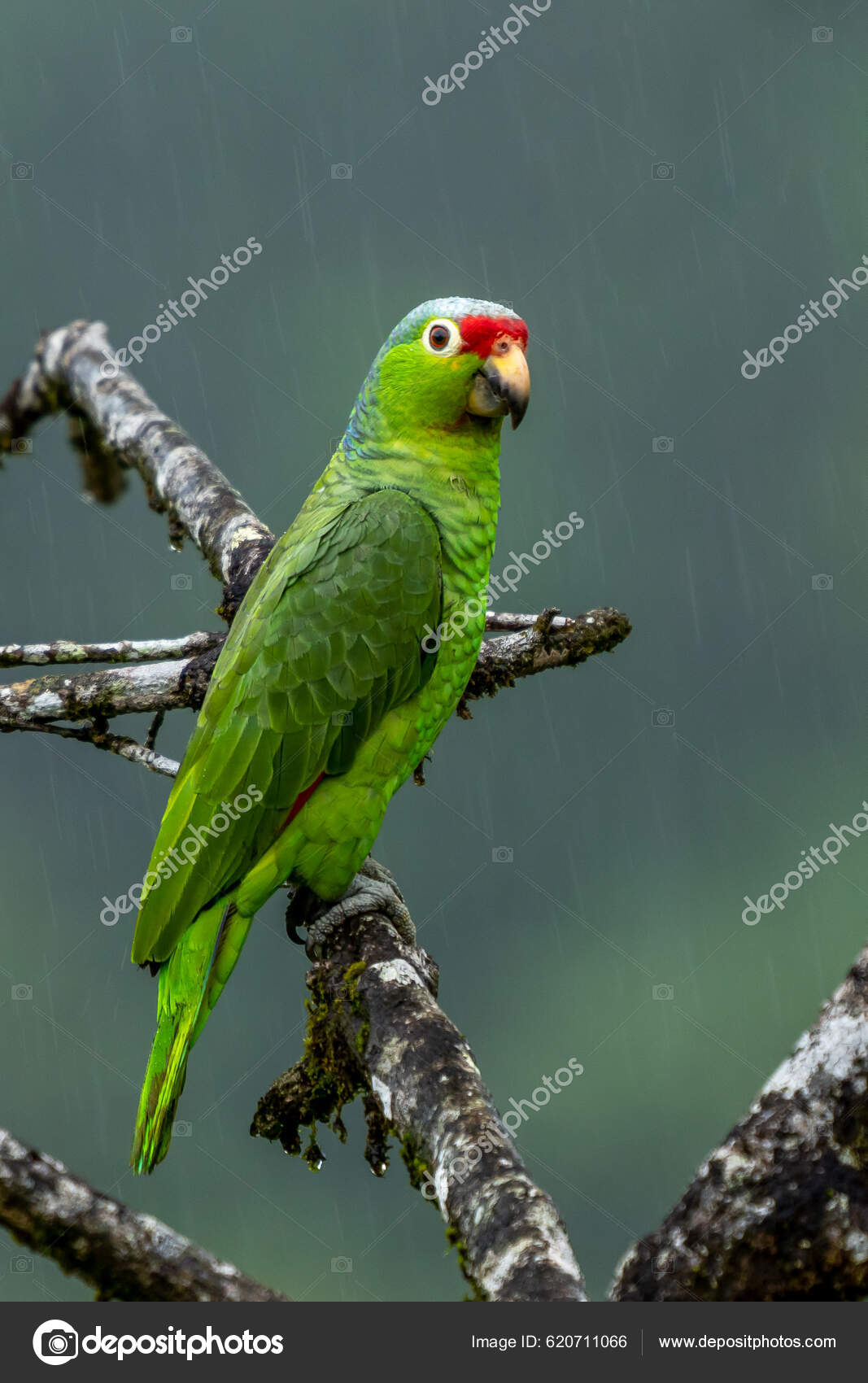 Red Amazon Parrot