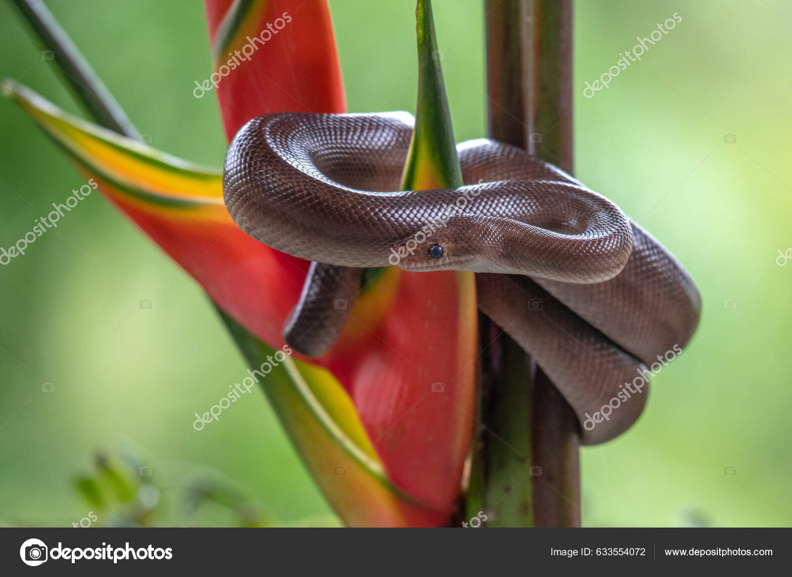 Tropical Rainforest Snakes