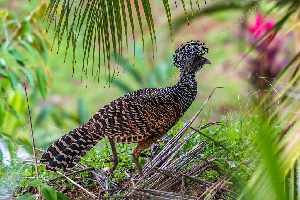 El gran curassow (Crax rubra) es un ave grande, similar a un faisán de ...