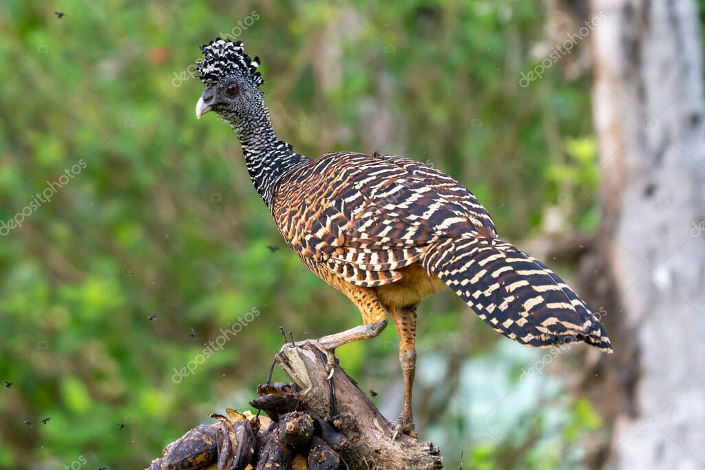 El gran curassow (Crax rubra) es un ave grande, similar a un faisán de ...