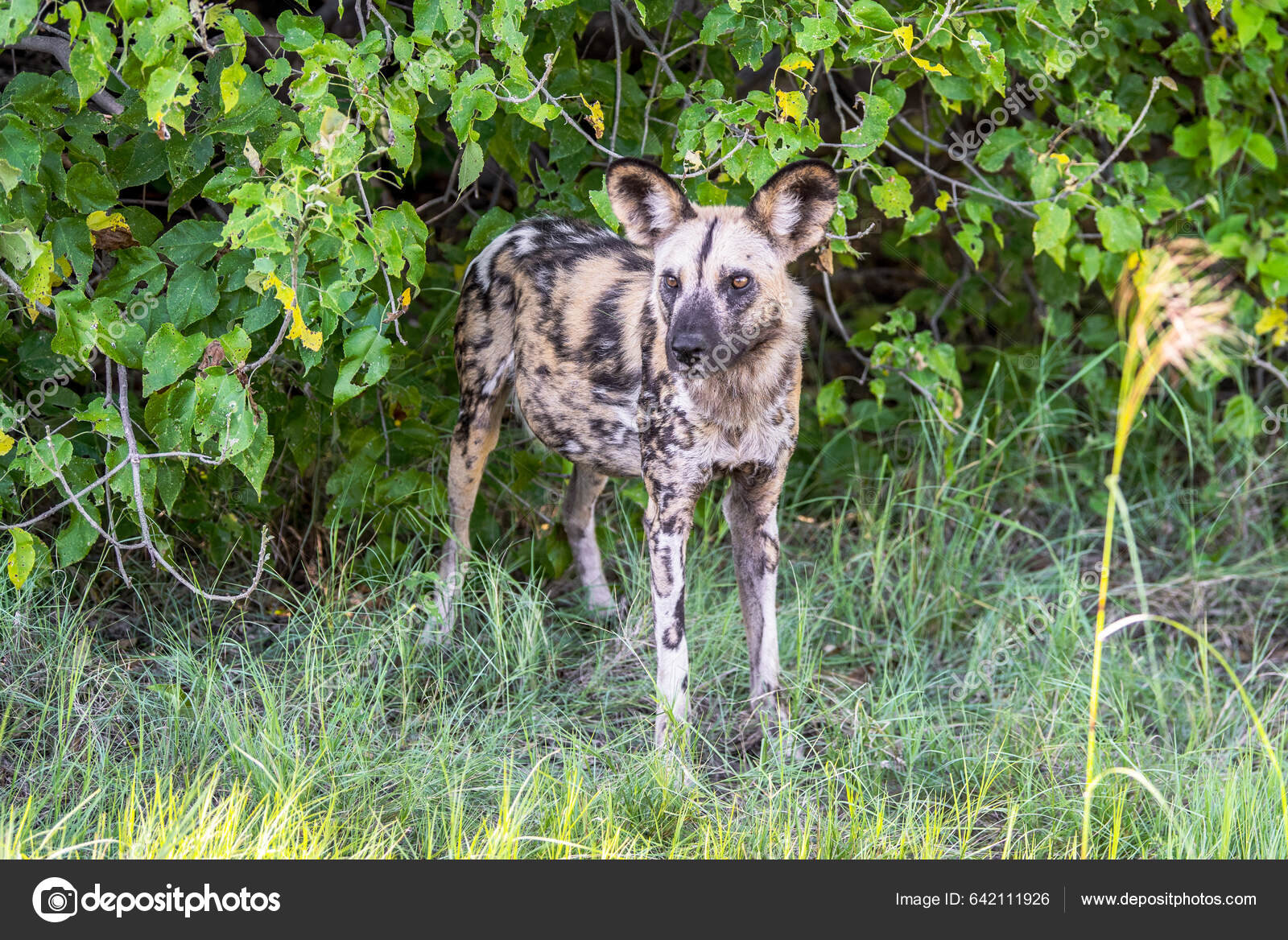 African Wild Dog Lycaon Pictus Walking Water Hunting Painted Dog Stock ...