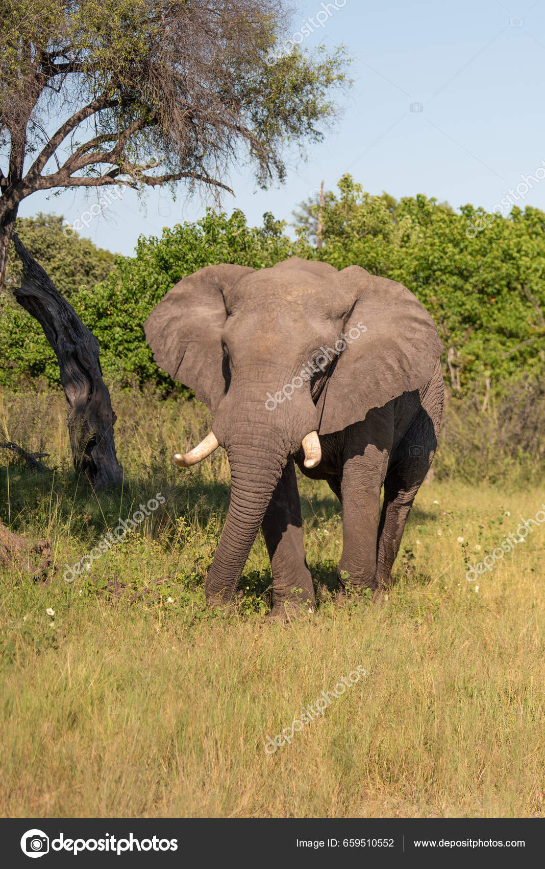 Large African Elephant Walking African Bush — Stock Photo © riverriver ...