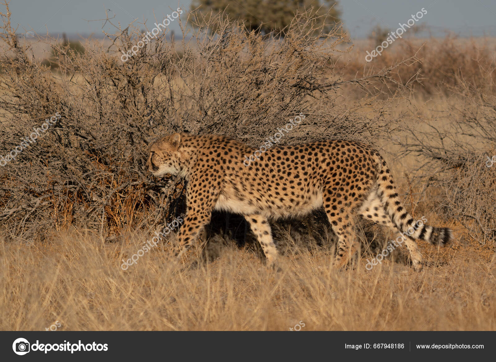 Cheetah Searching Prey Grasslands Kalahari Desert Namibia — Stock Photo ...