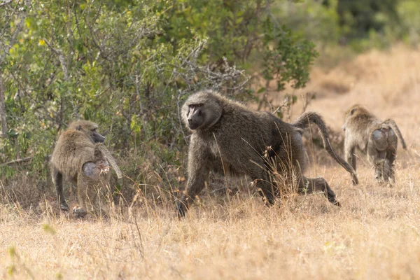 Afrikanska babianer Stockfotografier, royaltyfria Afrikanska babianer ...