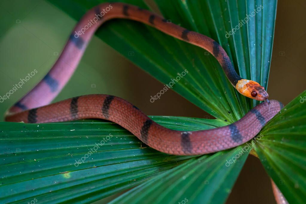 Serpiente de coral costarricense serpiente común distribuida desde el ...