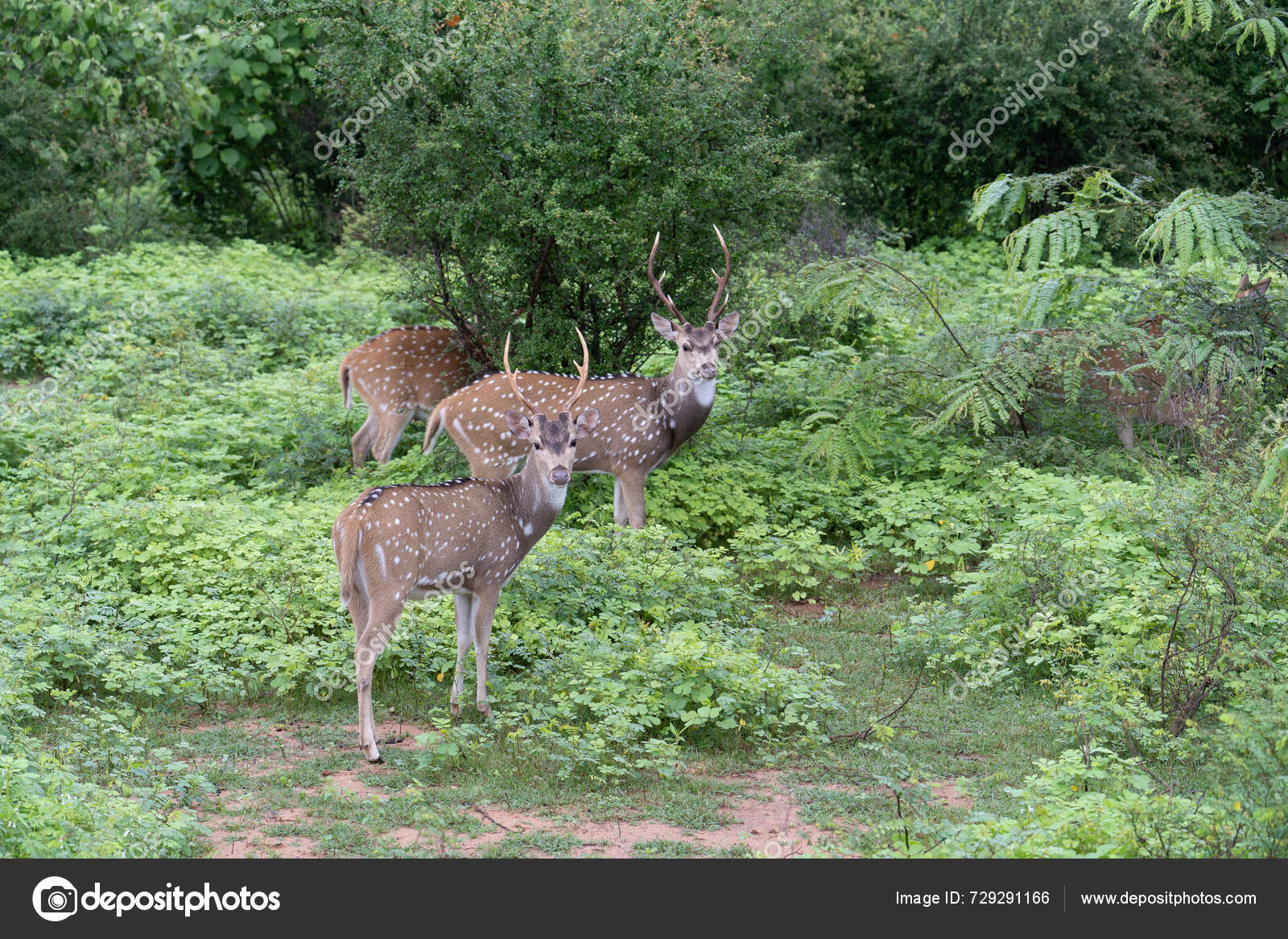Axis Indian Axis Axis Smaller Strikingly Coloured Species Southern ...