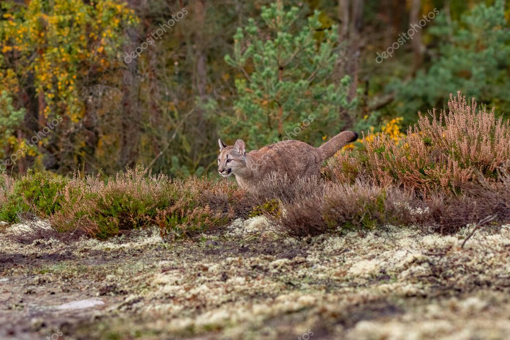 Cougar (Puma concolor), también conocido comúnmente como el puma, puma ...