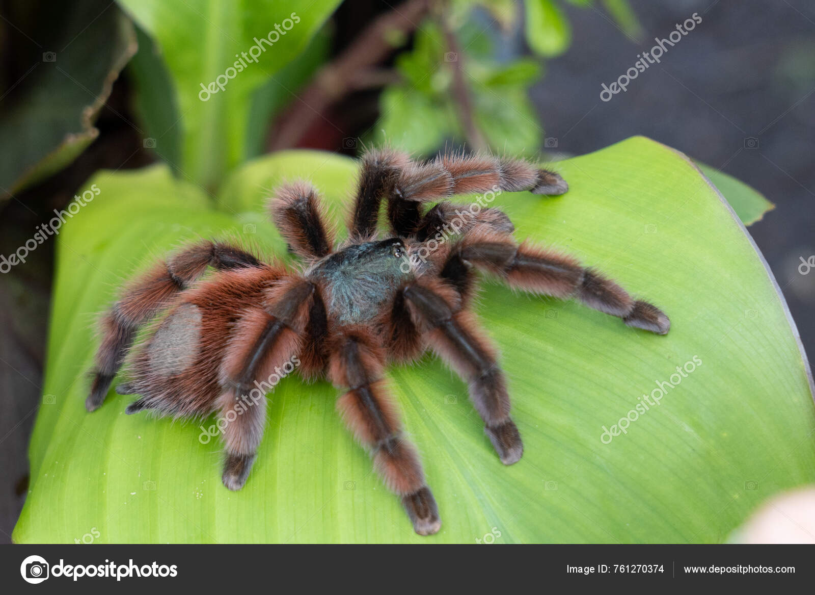 Antilles Pinktoe Tarantula Caribena Versicolor Also Known Martinique ...