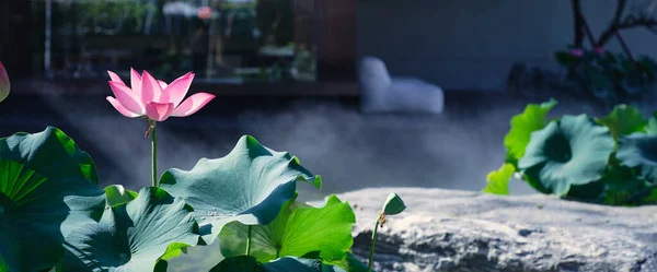 Lotus flower waterfall Stock Photos, Royalty Free Lotus flower ...