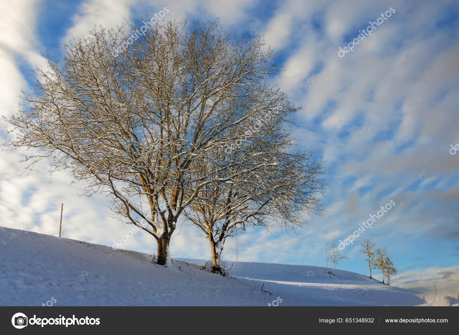Huge Bald Deciduous Frozen Trees Crooked Branches Covered White Frost ...