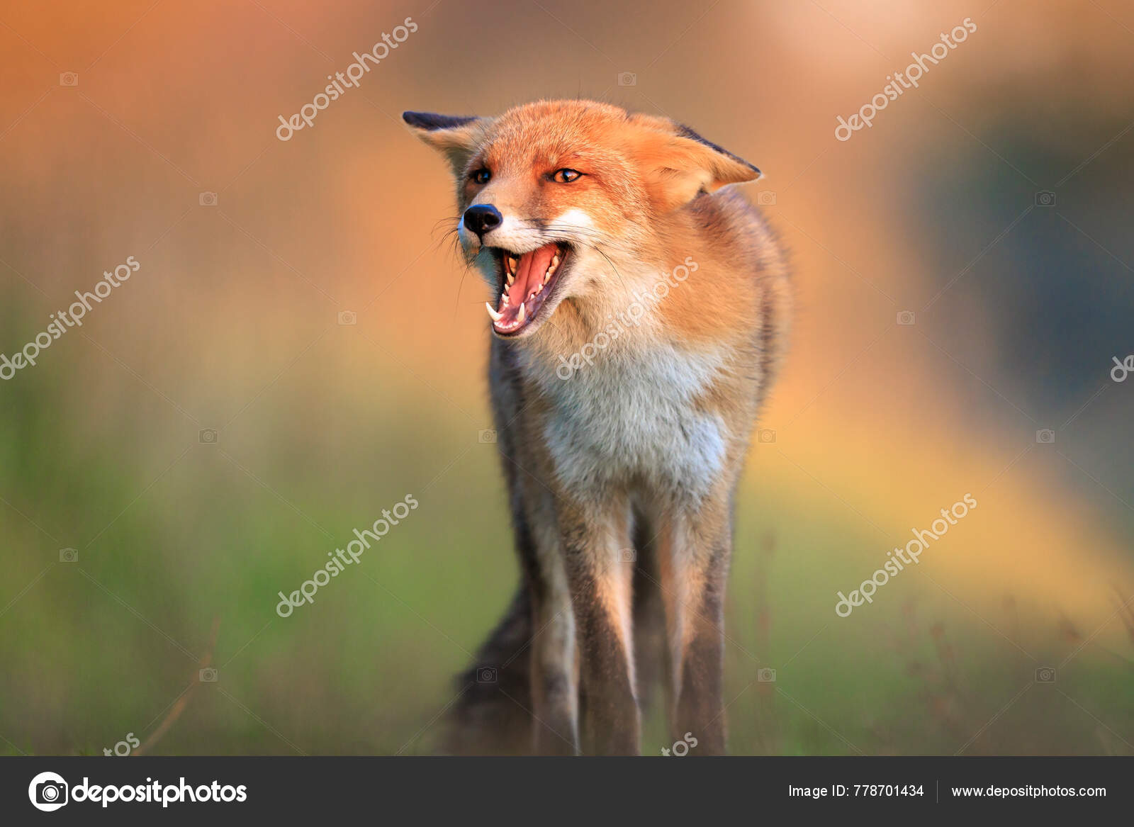 Wild Red Fox Vulpes Vulpes Scavenging Foraging Meadow — Stock Photo © Sandermeertinsphotography ...