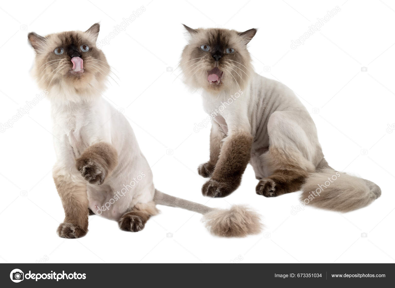 Blue Point Himalayan Lion Cut