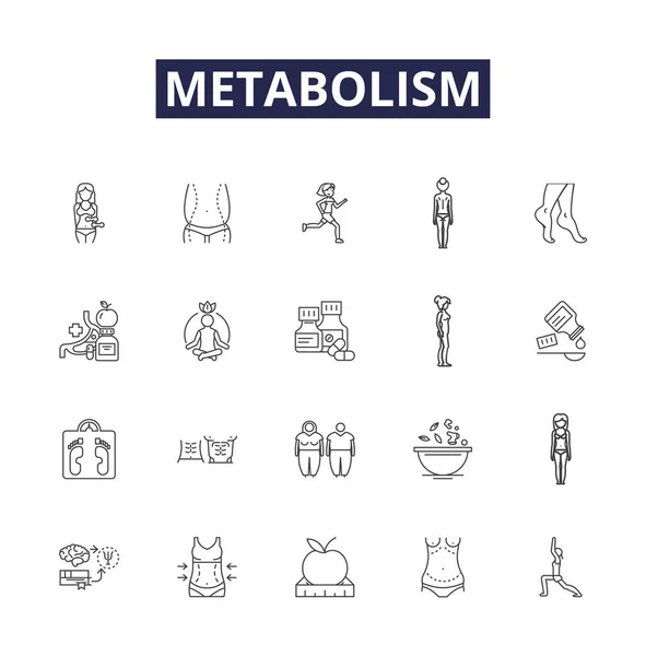 Anabolismo Imágenes Vectoriales, Gráfico Vectorial de Anabolismo ...