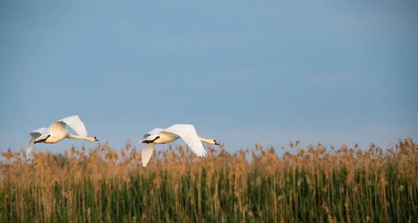 Fotos de Migração do cisne da tundra, Imagens de Migração do cisne da ...