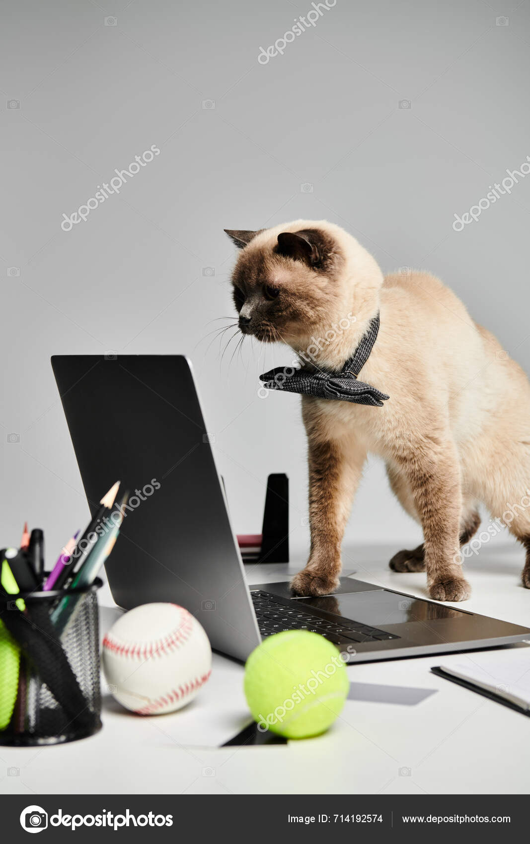 Cat Confidently Stands Top Laptop Computer Overseeing Workspace — Stock ...