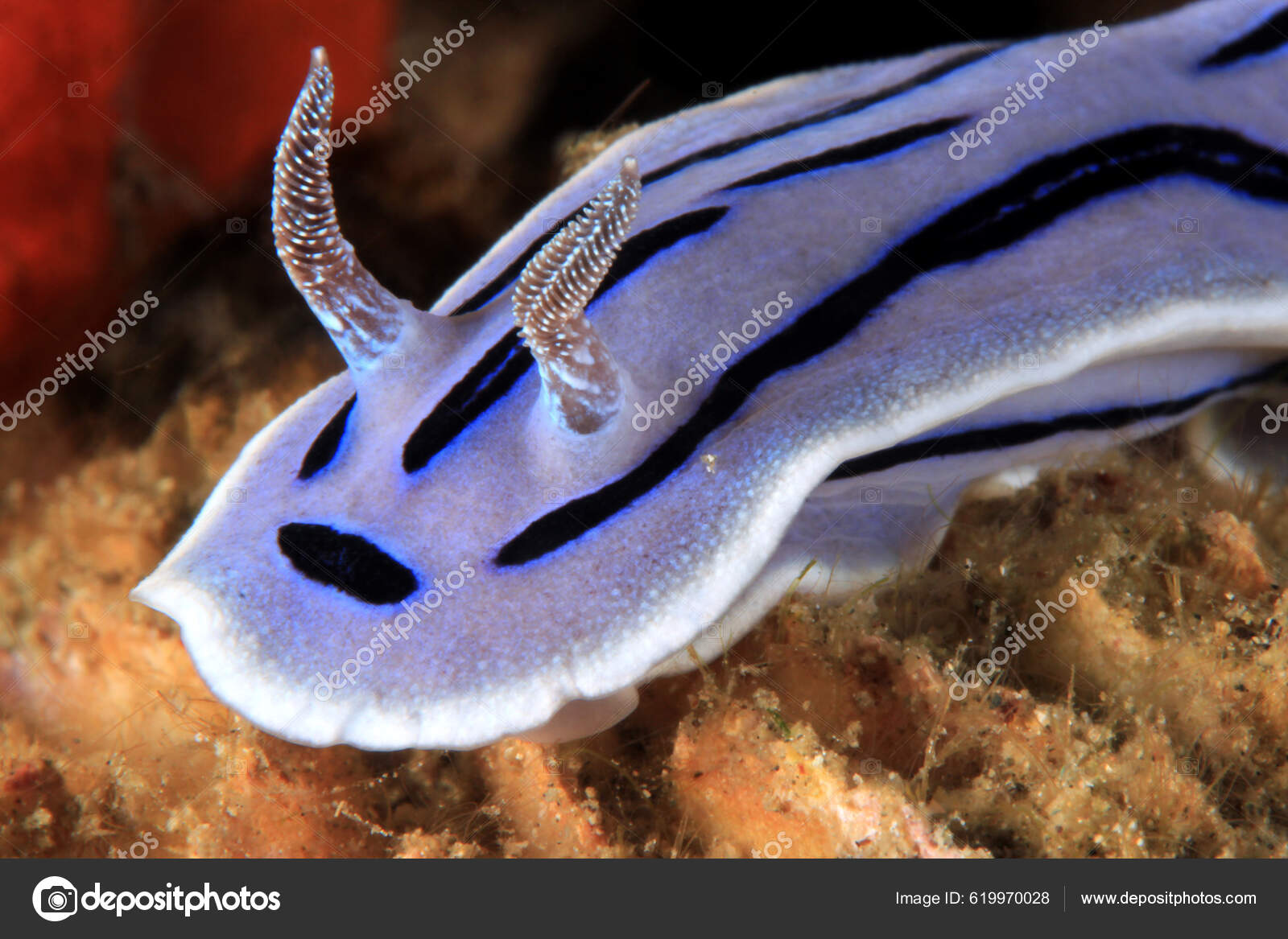 Close Chromodoris Willani Nudibranch Willans Chromodoris Anilao ...