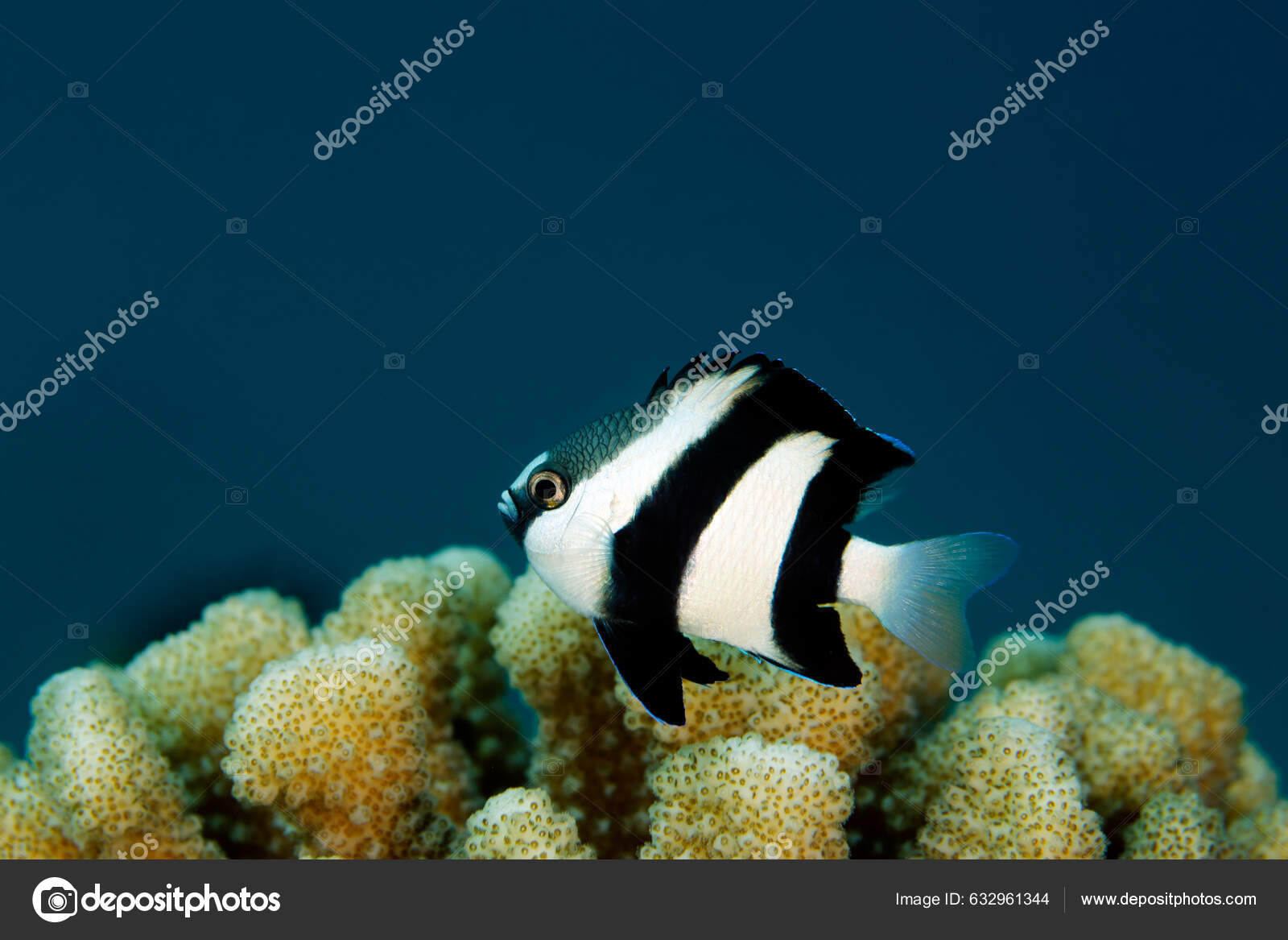 Whitetail Dascyllus Dascyllus Aruanus Aka Humbug Damselfish Three ...