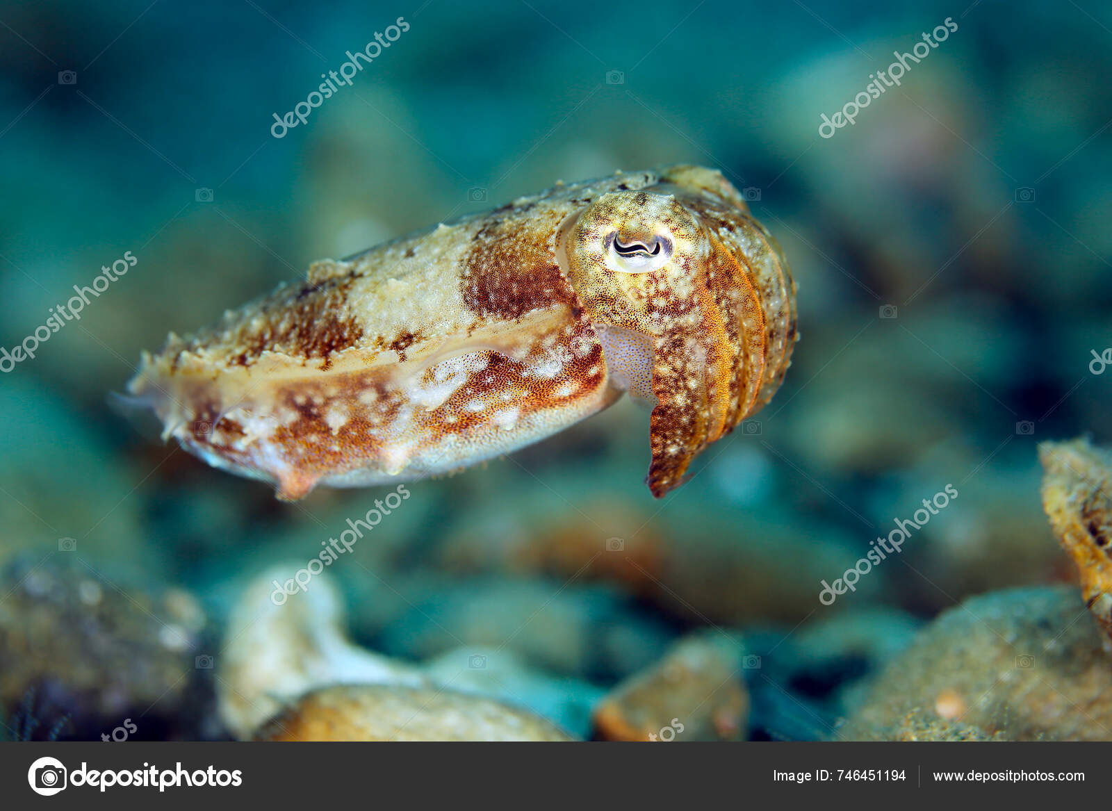 Juvenile Broadclub Cuttlefish Sepia Latimanus Ambon Indonesia — Stock ...