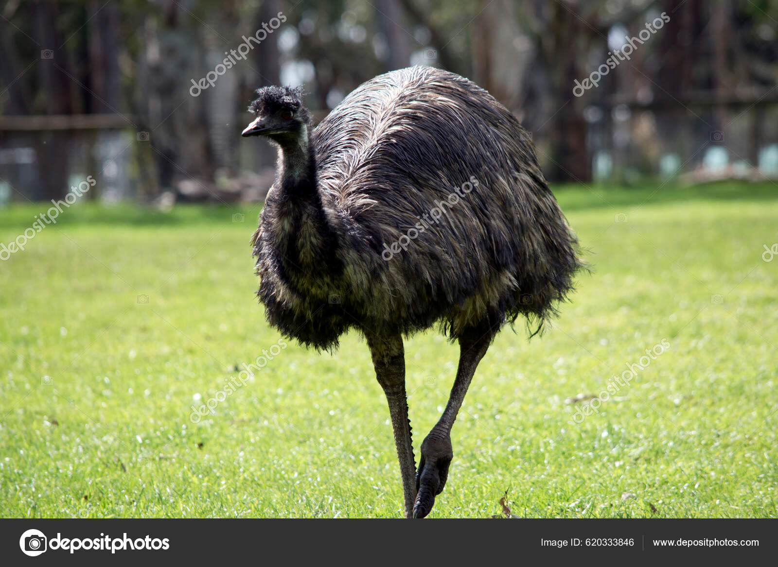 Emu Bird Running