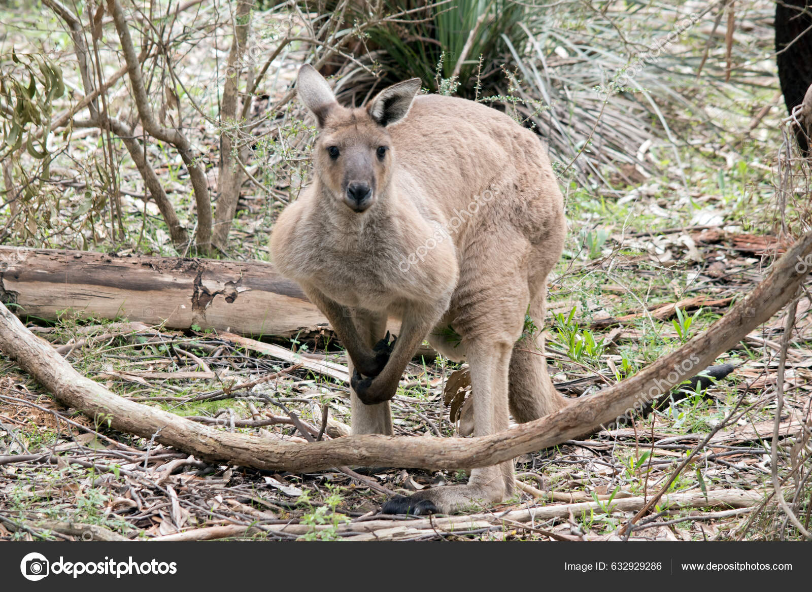 Kangaroo Muscular Arms