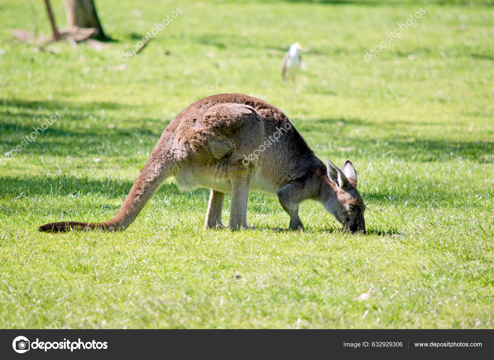 Kangaroo Eating