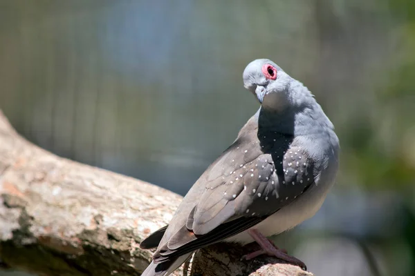 The Diamond Dove is the smallest Australian Dove, with a distinctive ...