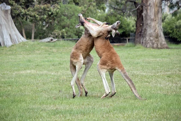 Red Kangaroo Fighting