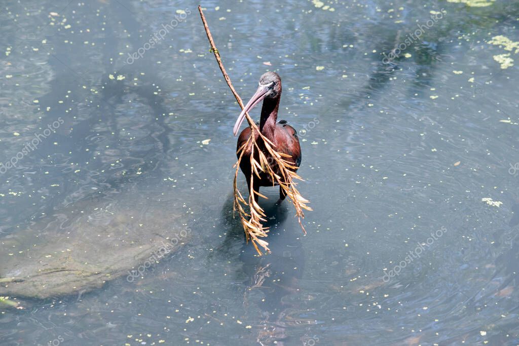 el brillante ibis tiene una rama en la boca que planea construir su ...
