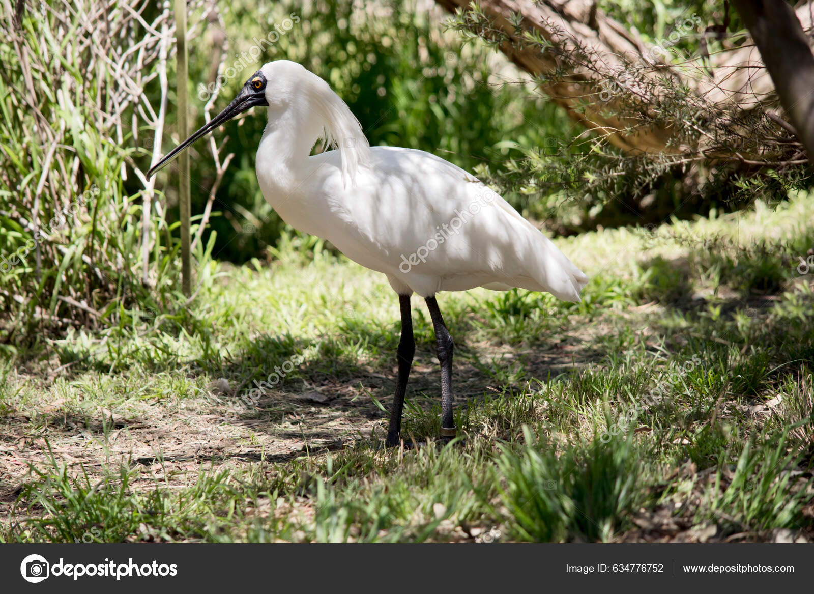 Spoonbill Tall White Bird Black Bill Shape Spoon Also Has Stock Photo ...