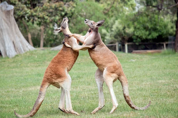 Two Male Red Kangaroos Fighting Dominant Postion Mob Stock Photo by ...
