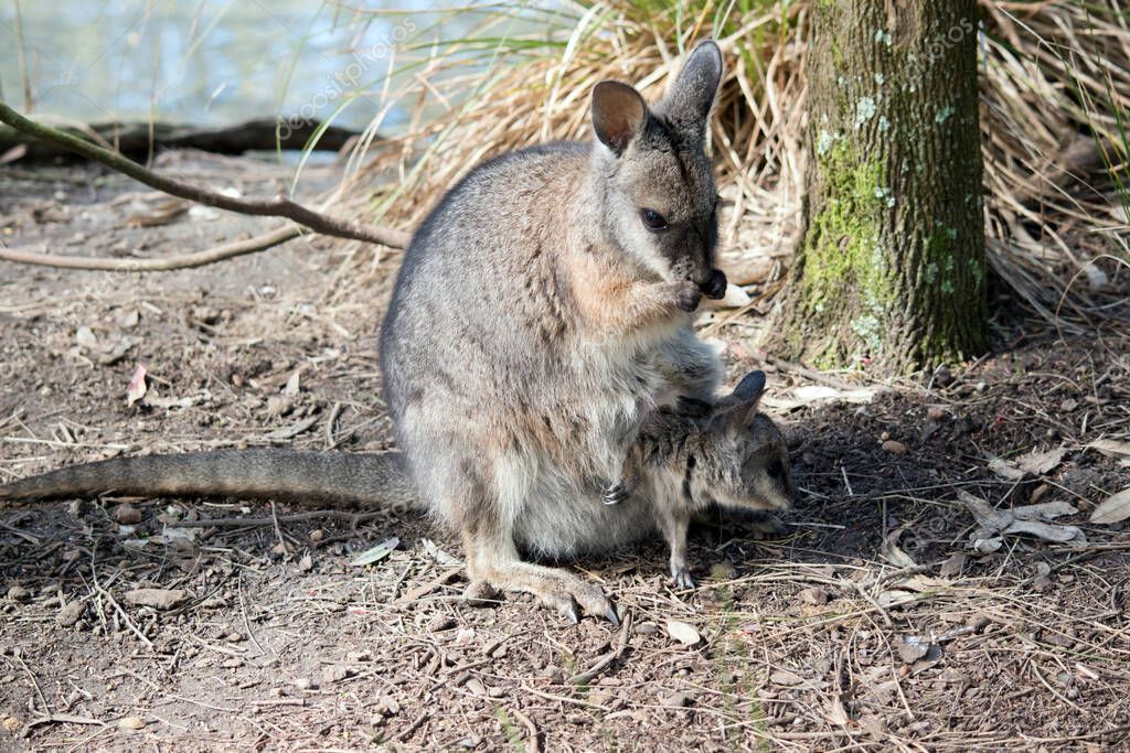 el tammar wallaby es un pequeño marsupial con un escudo gris y brazos ...