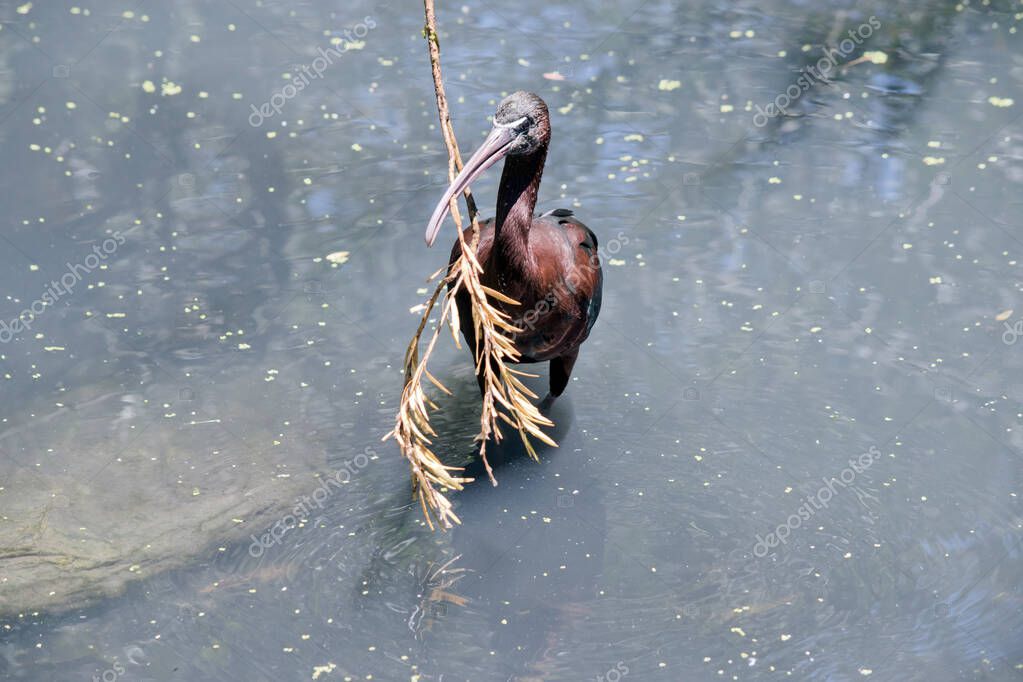 el brillante ibis tiene una rama en la boca que planea construir su ...