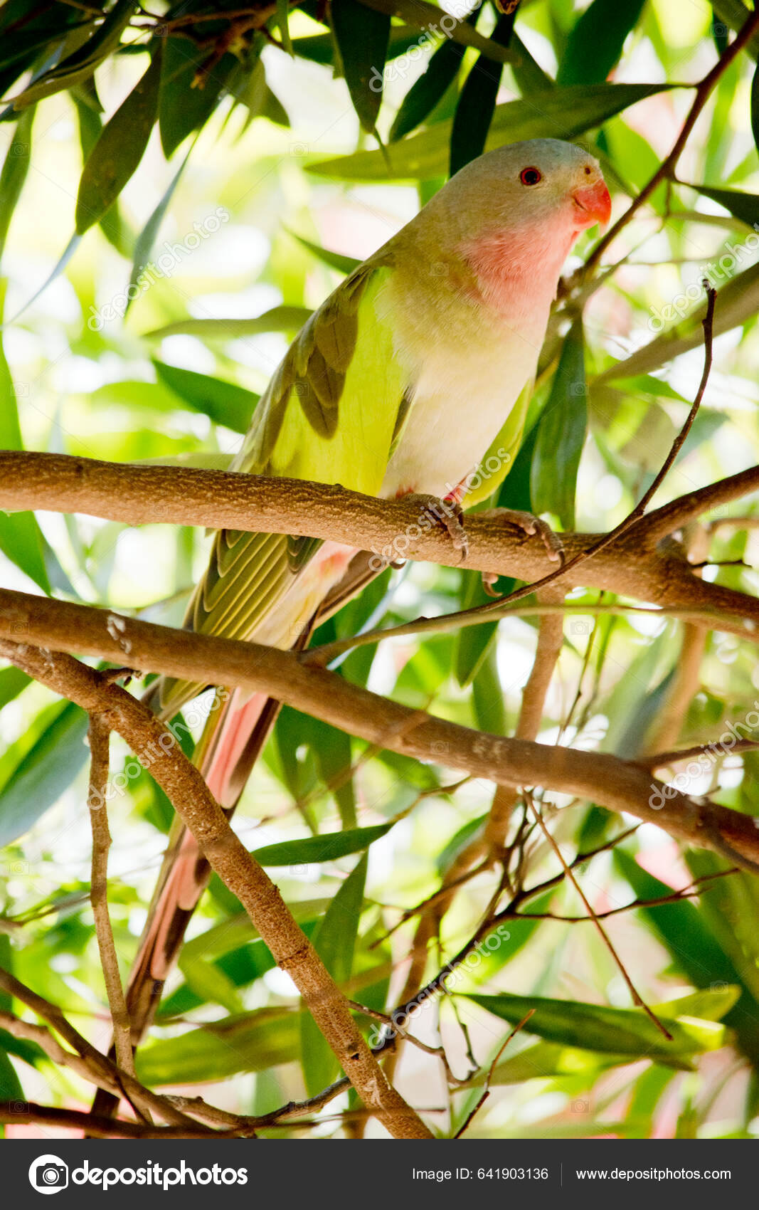 Blue Princess Parrot