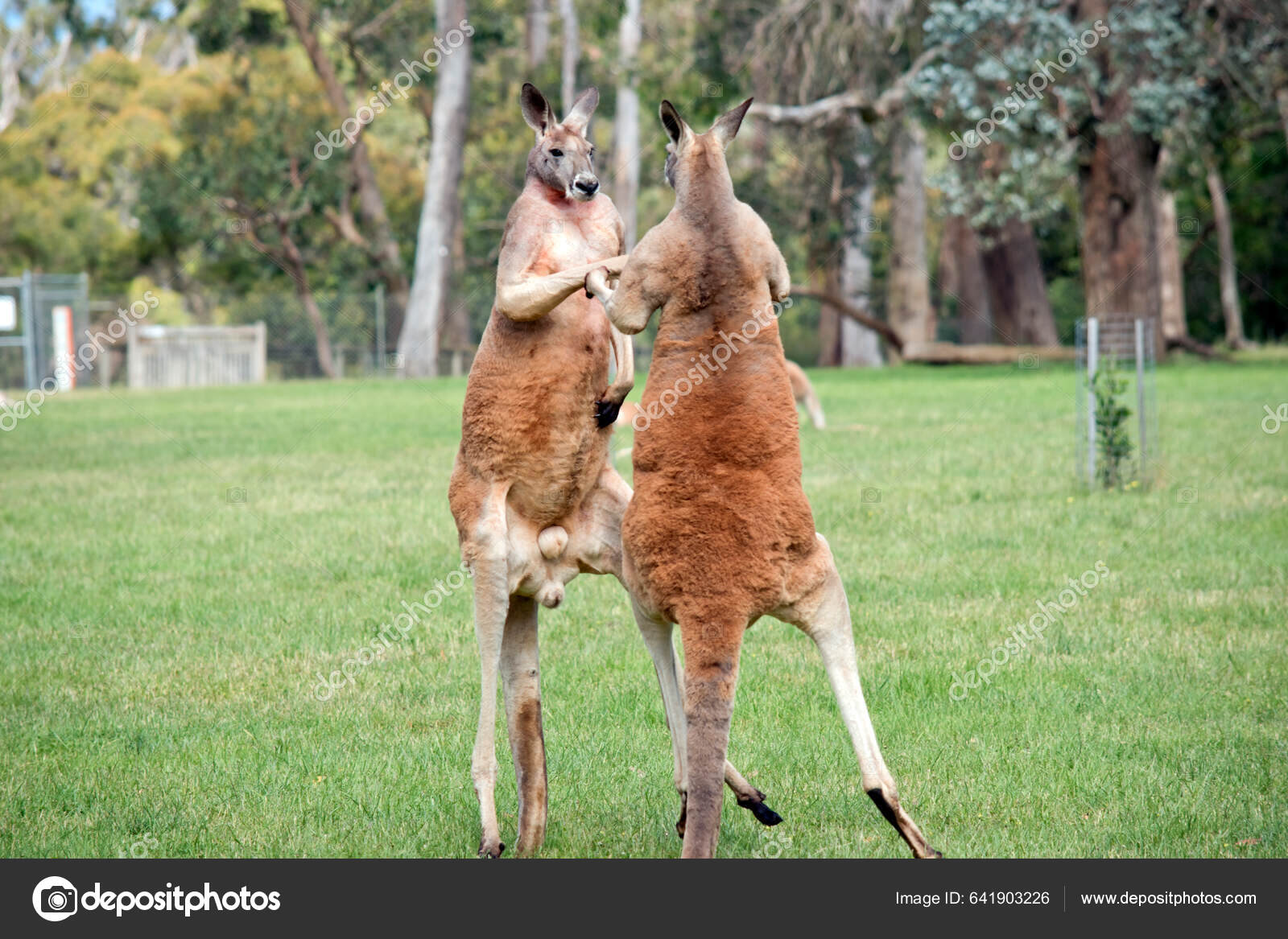 Two Male Red Kangaroos Fighting Dominant Postion Mob Stock Photo by ...